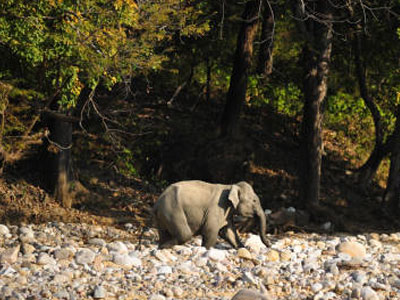 Corbett Gypsy Safari, Jeep Safari in Corbett, Online Booking