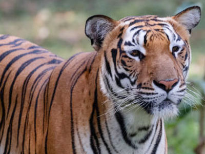 Best Time To Visit, Online Booking